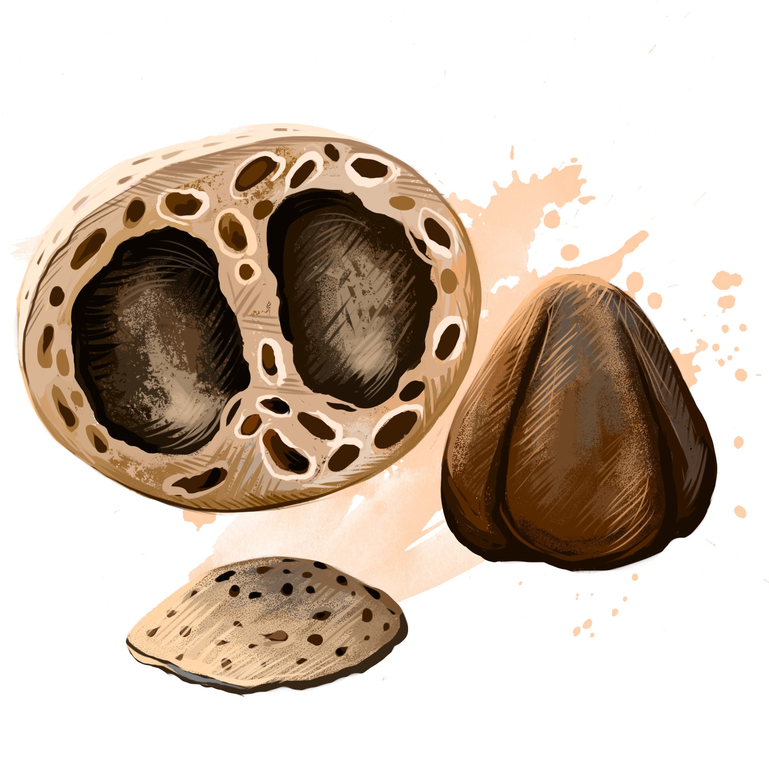 Plant Safari: Meet Mongongo – LXMI